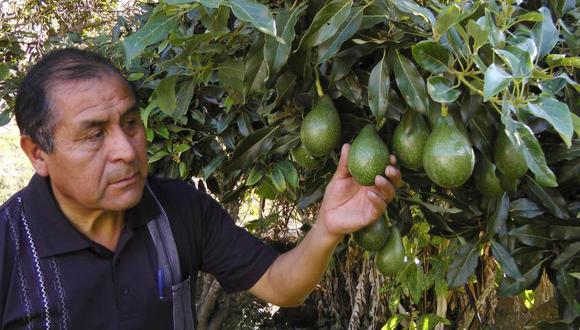 55 productores de paltos se benefician con 140 mil soles | PERU | CORREO