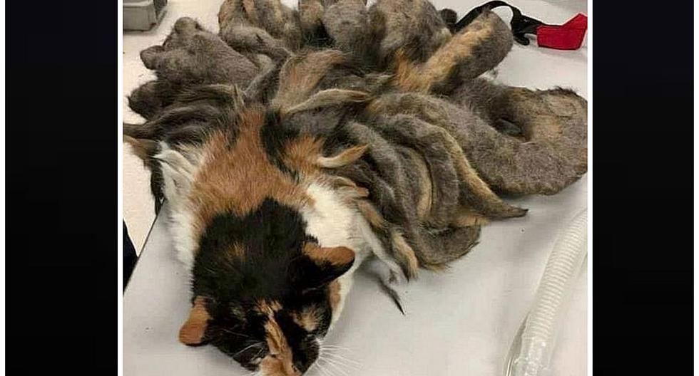 Así fue la sorprendente transformación de gatito "rastafari" después de ...