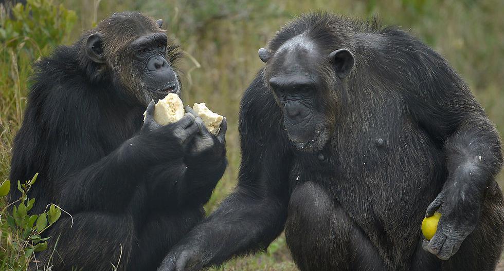 Estudio señala que chimpancés prefieren cooperar que competir | MUNDO ...