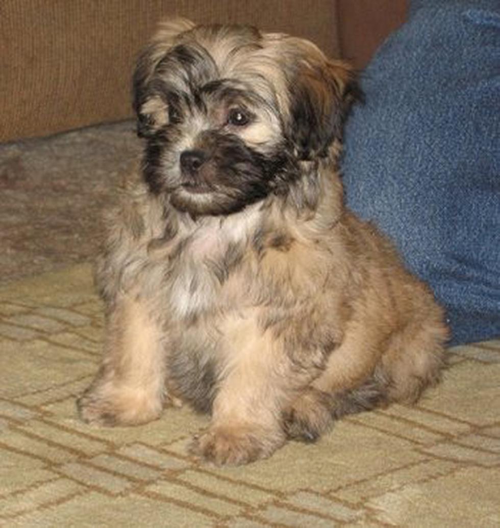 Conoce las adorables nuevas razas de perros | MUNDO | CORREO