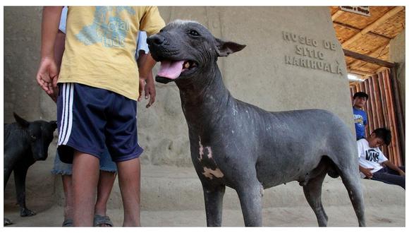 La historia del milenario perro viringo de Piura | EDICION | CORREO