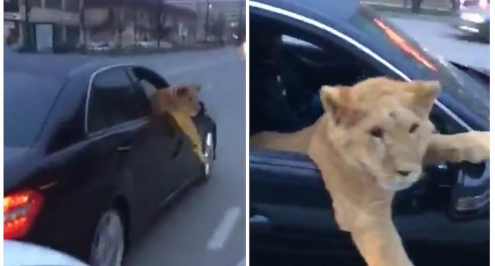 Twitter: jóvenes sacan a pasear a un león en su auto y el felino hace ...