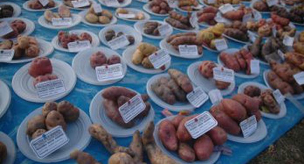 500 variedades en el festival de la papa nativa | PERU | CORREO