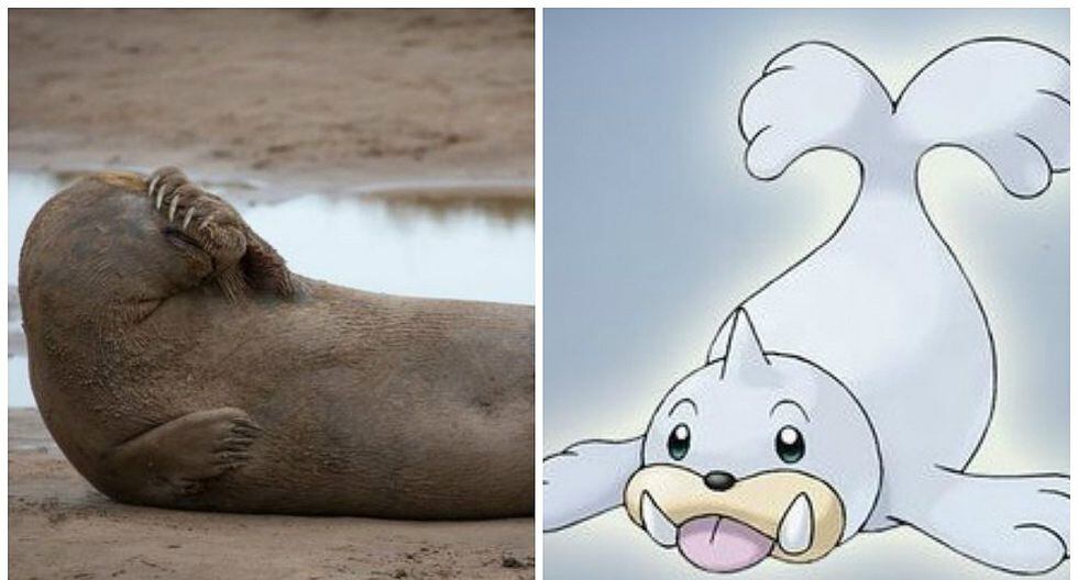 Pokémon Go: Retiran "pokeparada" porque asustaban a focas reales ...