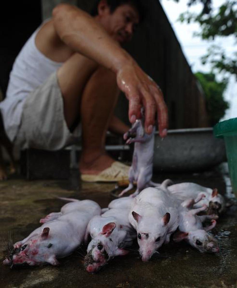 Ratas a la parrilla: delicia culinaria en Vietnam (FOTOS) | MISCELANEA ...