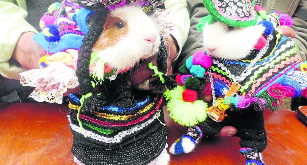 Colcabamba destaca en crianza de cuyes | PERU | CORREO