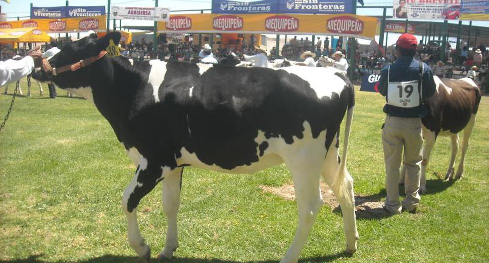 Premian a mejor vaca productora | PERU | CORREO