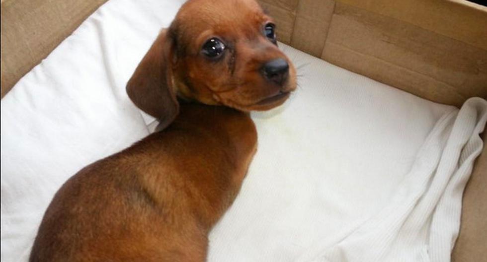 Hombre viaja 1200 kilómetros para adoptar perrito sin patas delanteras ...