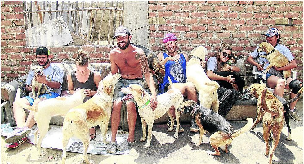 Extranjeros son voluntarios en albergue de perritos rescatados de las ...