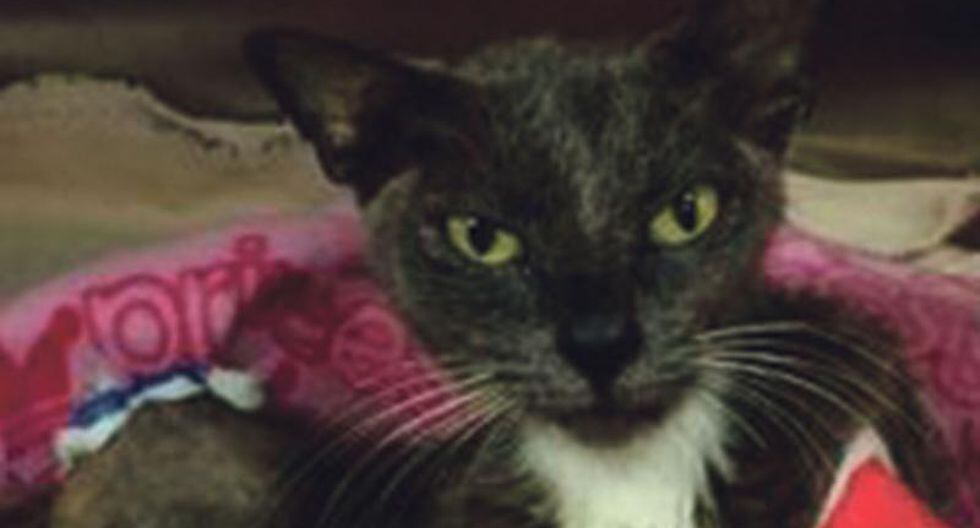 Tendencia: Gato que sobrevivió a atropello, disparos y apedreamiento ...