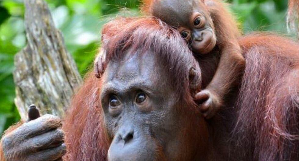 Más de la mitad de los simios en el mundo al borde de la extinción ...