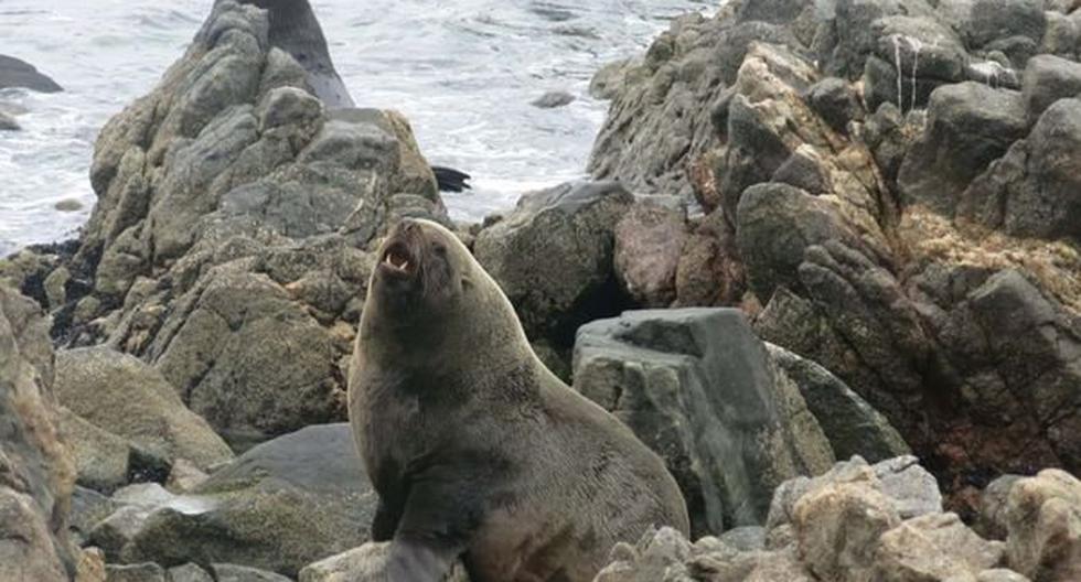 Punta de Coles está protegida desde el 2009 por su importancia ...
