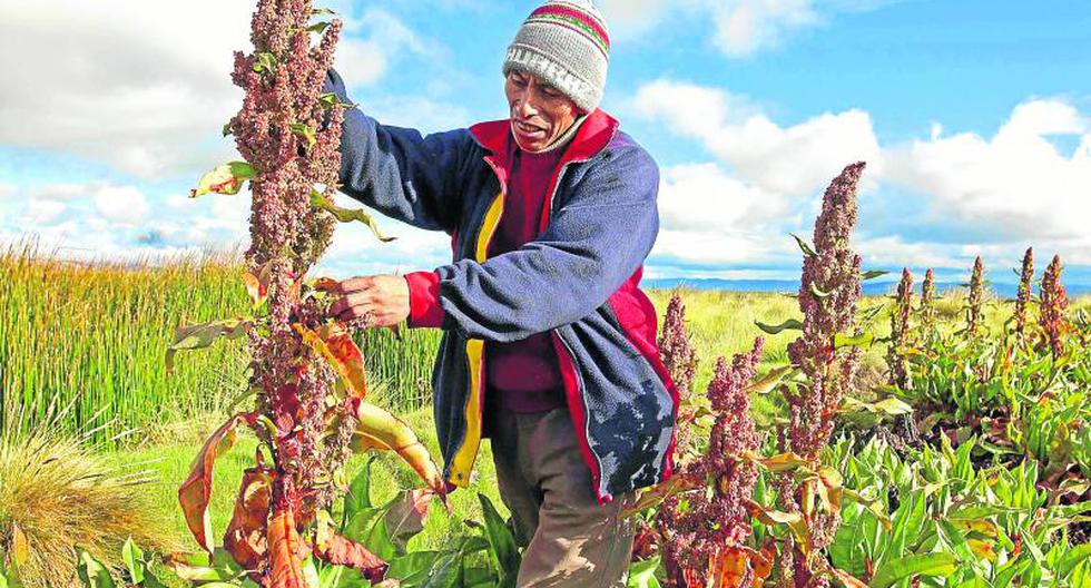 Cultivos incas con gran demanda en los mercados | PERU | CORREO