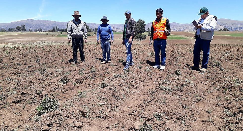 Emergencia Más Del 40 De Cultivos Se Perdieron A Consecuencia De Las