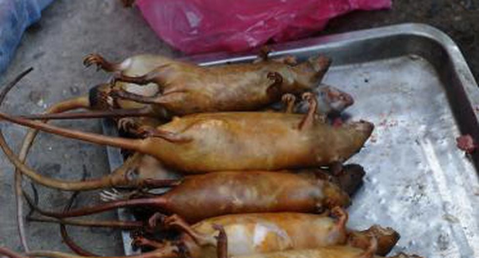 Ratas a la parrilla: delicia culinaria en Vietnam (FOTOS) Tendencia ...