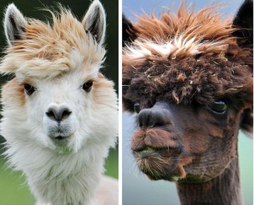 Austria: Alpacas reciben "cambio de look" en trasquilado anual | MUNDO ...