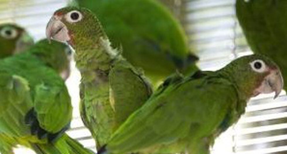 Puerto Rico: Nacen las primeras cotorras en estado silvestre luego de ...