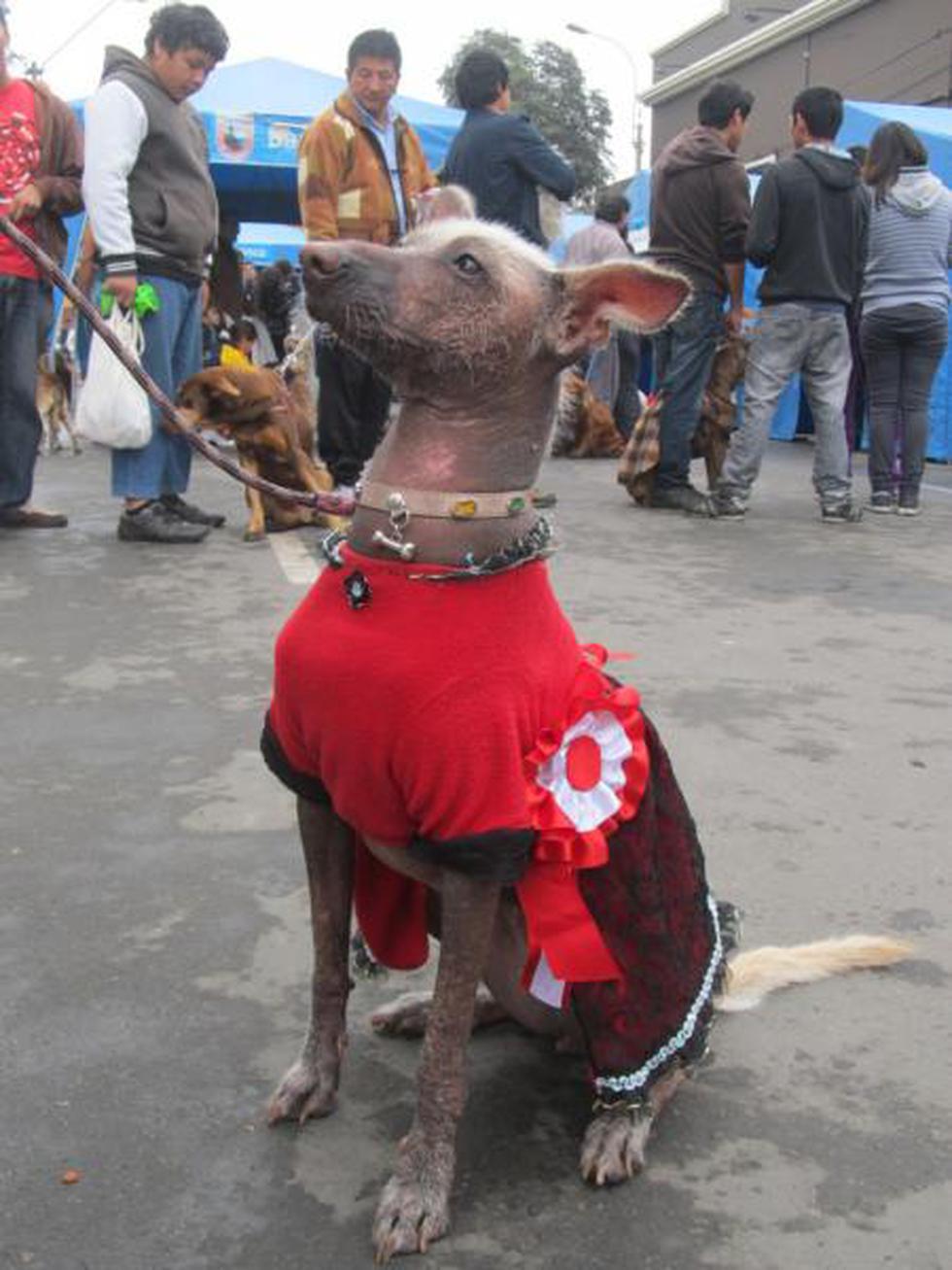 Barranco fue sede de un inusual desfile de mascotas (FOTOS) | PERU | CORREO