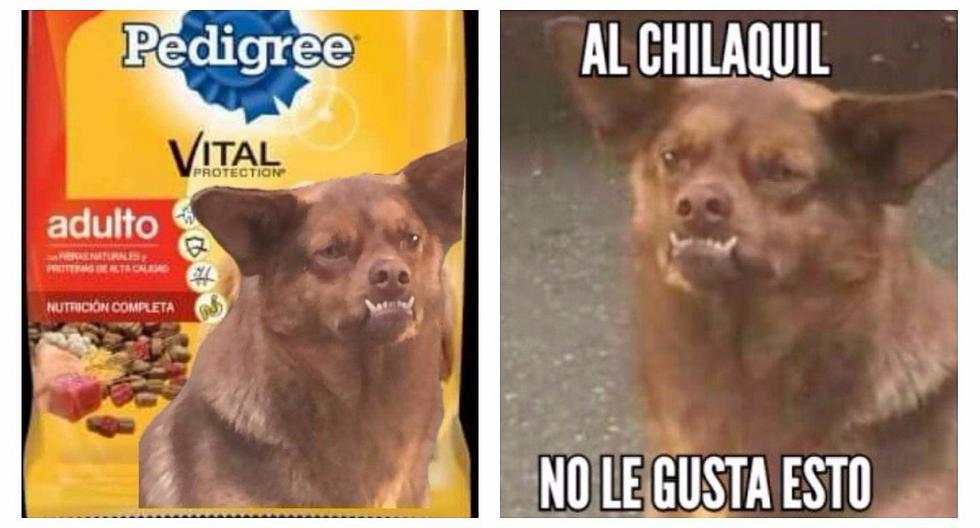¡Llegaron los memes de Chilaquil! El famoso perro de las redes sociales ...