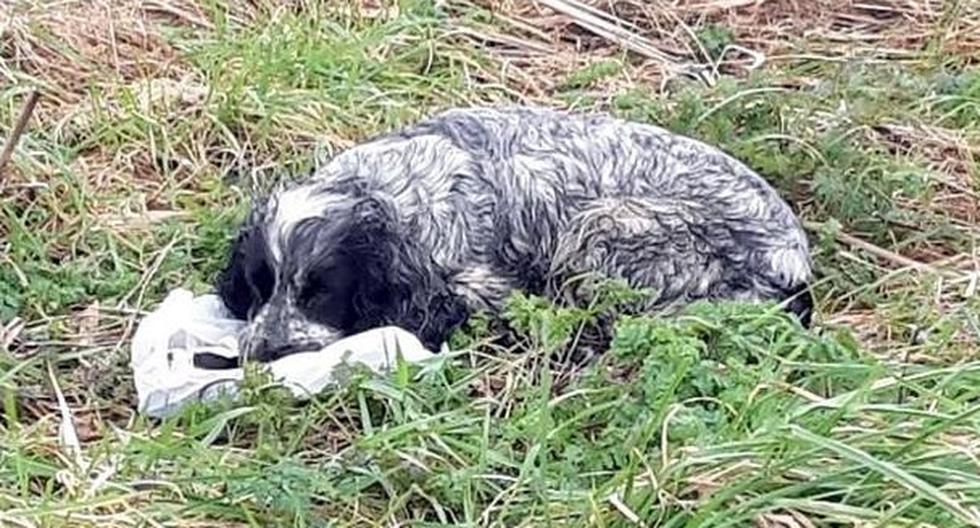 Hallan a perrita llorando junto a bolsa que contenía cuerpos de sus ...