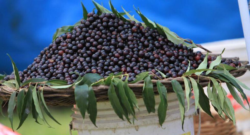 La guinda en su máximo esplendor en festival de Huamancaca Chico Perú ...