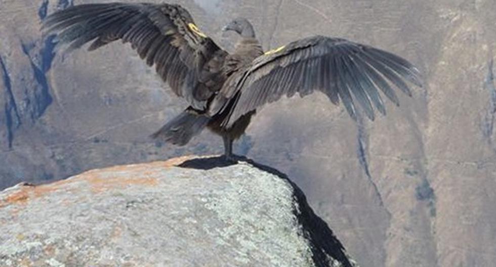 Ejemplar de cóndor es liberado en la sierra de Lima | PERU | CORREO