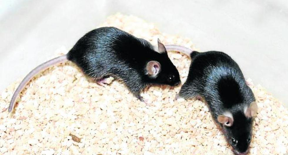 Dos mercados presentan infestación de roedores | PERU | CORREO