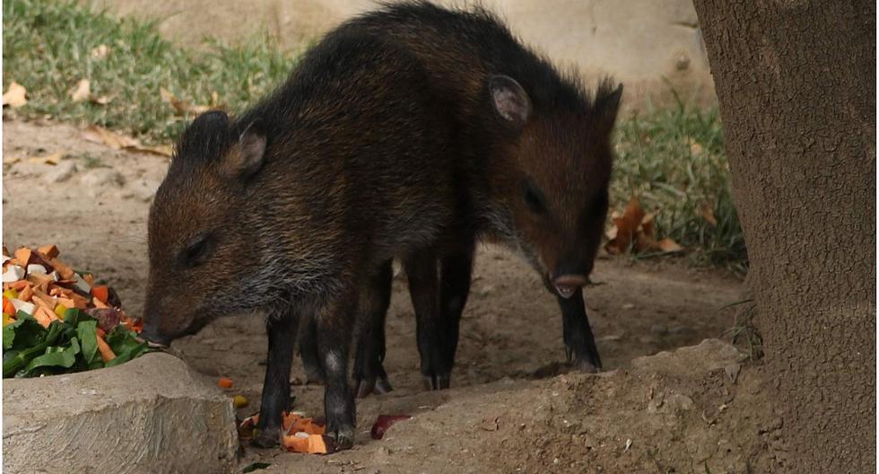 Niños de primaria pondrán nombres a crías de sajino nacidos en ...
