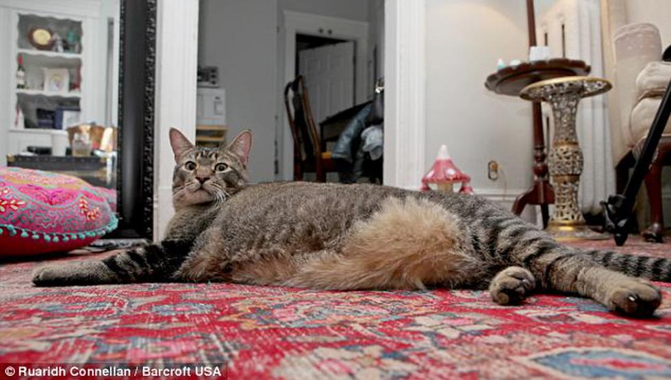 Catasaurus Rex: conoce al gato de 10 kilos que quiere ser adoptado por ...