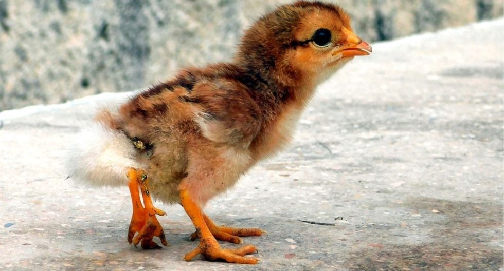 Pollito con cuatro patas | Cuba | Sorprende a comunidad rural | Estados ...
