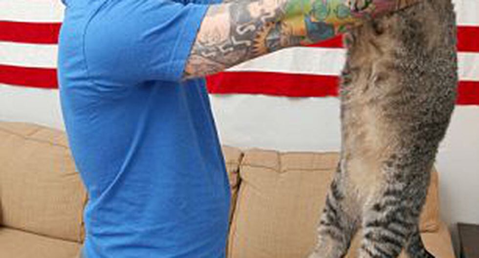 Tendencia: Catasaurus Rex: conoce al gato de 10 kilos que quiere ser ...