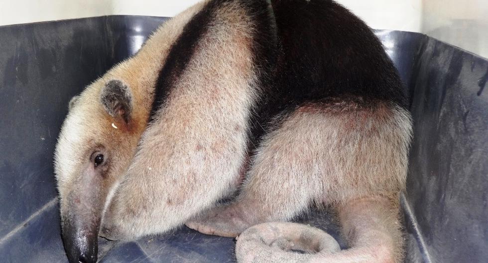 Piura: Rescatan a un oso hormiguero (VIDEO) | EDICION | CORREO