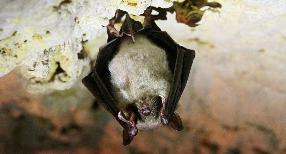 Murciélagos en Brasil empiezan a desarrollar gusto por la sangre humana ...