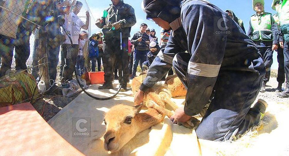 Chaku, una ceremonia ancestral que perdura en Arequipa (FOTOS y VIDEO ...