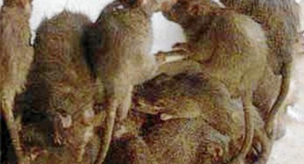 Posible epidemia de ratas en La Parada | PERU | CORREO