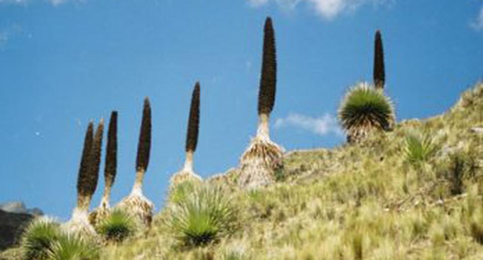 Puya Raimondi tiene algo más: bromelina | PERU | CORREO