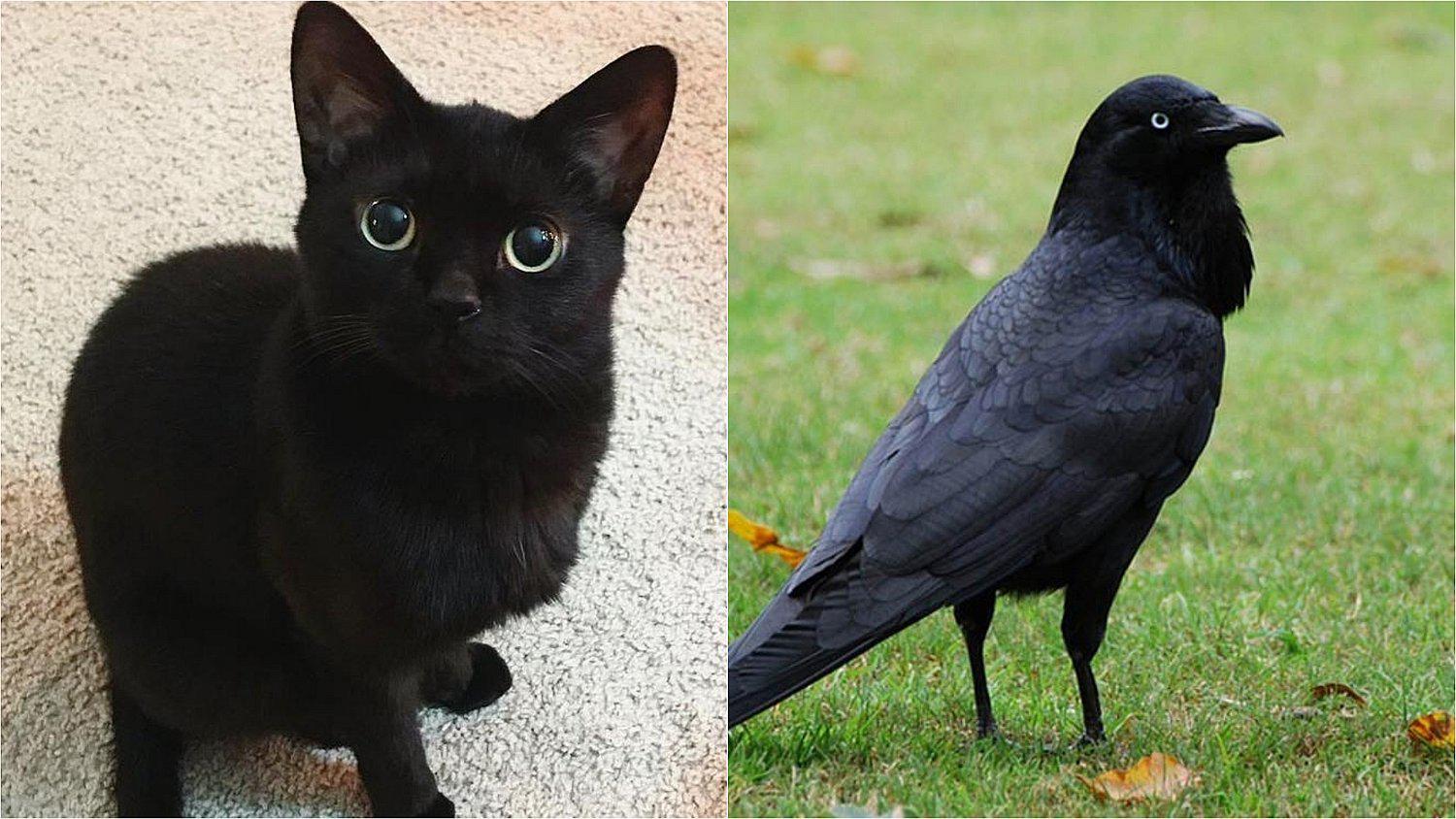 ¿Cuervo o gato? La ilusión óptica que está volviendo locos a los ...