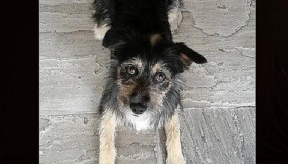 Facebook: encuentran a perrito extraviado en Miraflores (FOTOS) | PERU ...