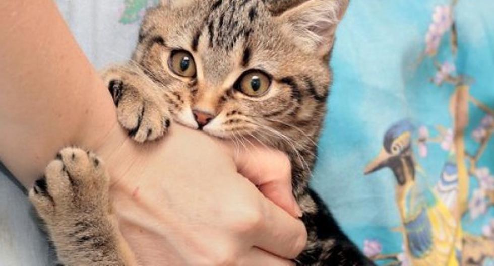 Estudio demuestra que los gatos se estresan con las caricias ...