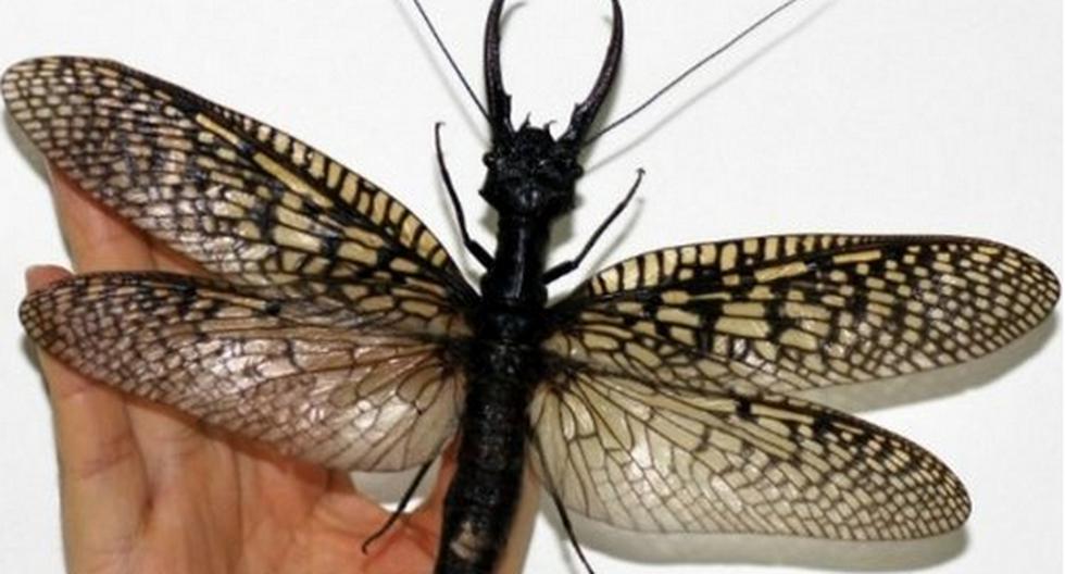 Mira el insecto acuático volador más grande del mundo | MISCELANEA | CORREO