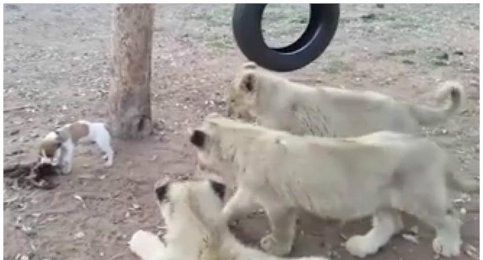 Facebook: Valiente perrito se enfrenta a leones por comida y esto pasó ...
