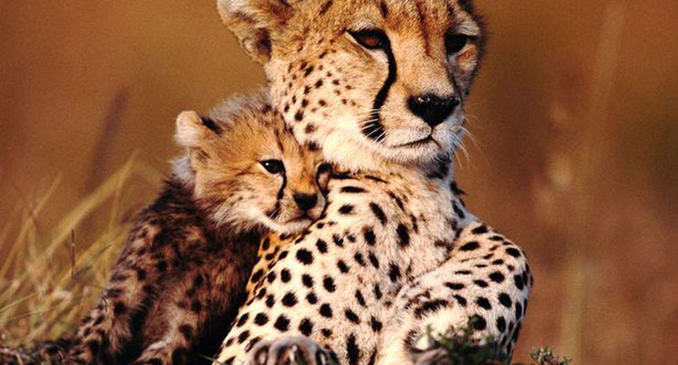 Mira estas tiernas fotos virales de una madre leopardo y su bebé ...