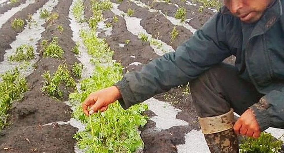 Cultivos De Agricultores Quedan Afectados Por Granizada Y Las Fuertes