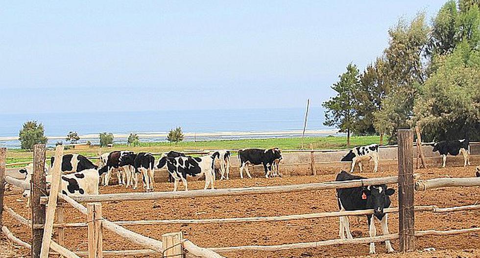 Potencian producción pecuaria en Ite con 225 toros de engorde | EDICION ...