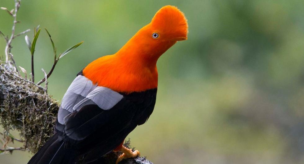 Registran nuevas especies de aves en el Parque Yanachaga | PERU | CORREO