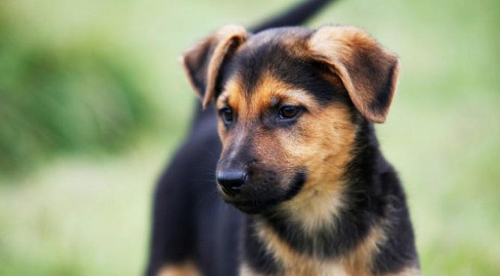 Hoy celebran el "Día del Perro sin raza" | MISCELANEA | CORREO