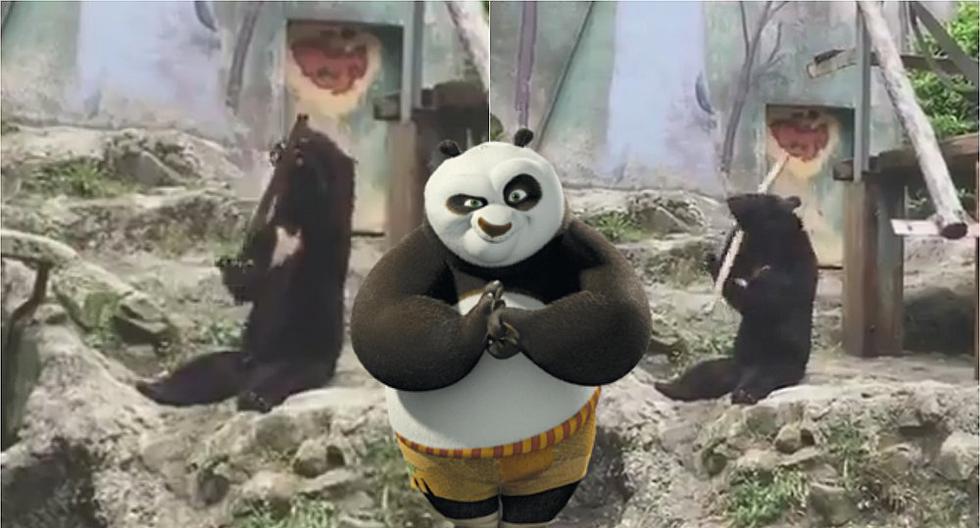Oso es captado haciendo piruetas con un palo al mismo estilo que Po de ...