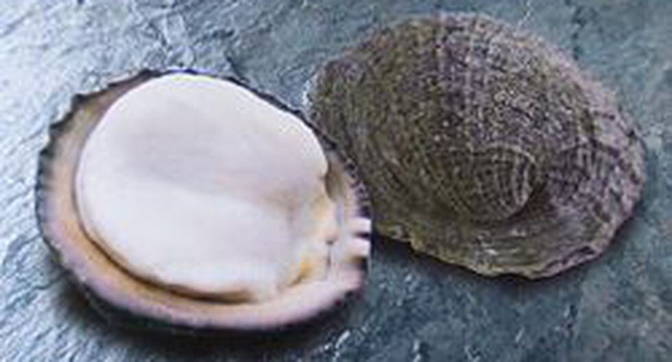 Inicia de veda del Chanque en todo el litoral peruano Tacna | Correo