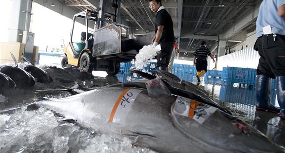 Peces de Fukushima registran radiación récord | MUNDO | CORREO