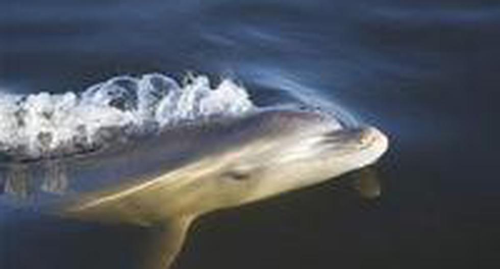 Australia: Descubren nueva especie de Delfín | MUNDO | CORREO